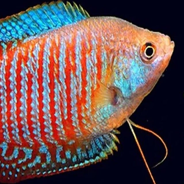 Fizzy Aquatics